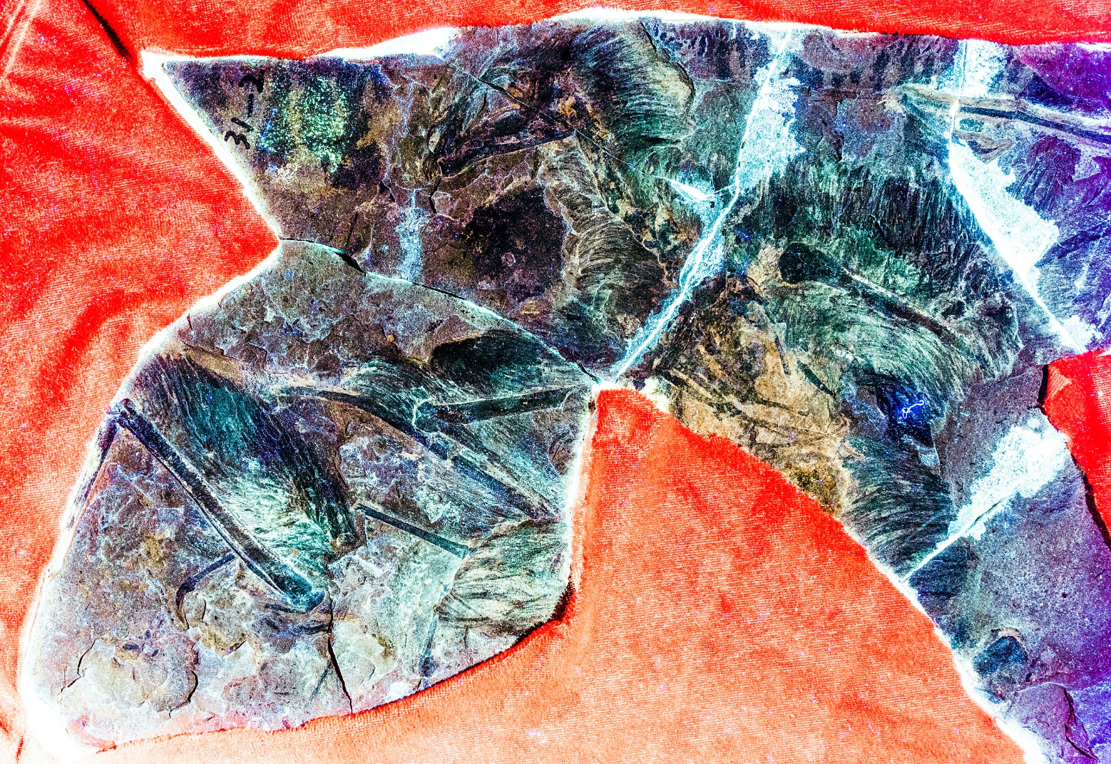 Study reveals bat-winged dinosaurs had short-lived gliding abilities ...