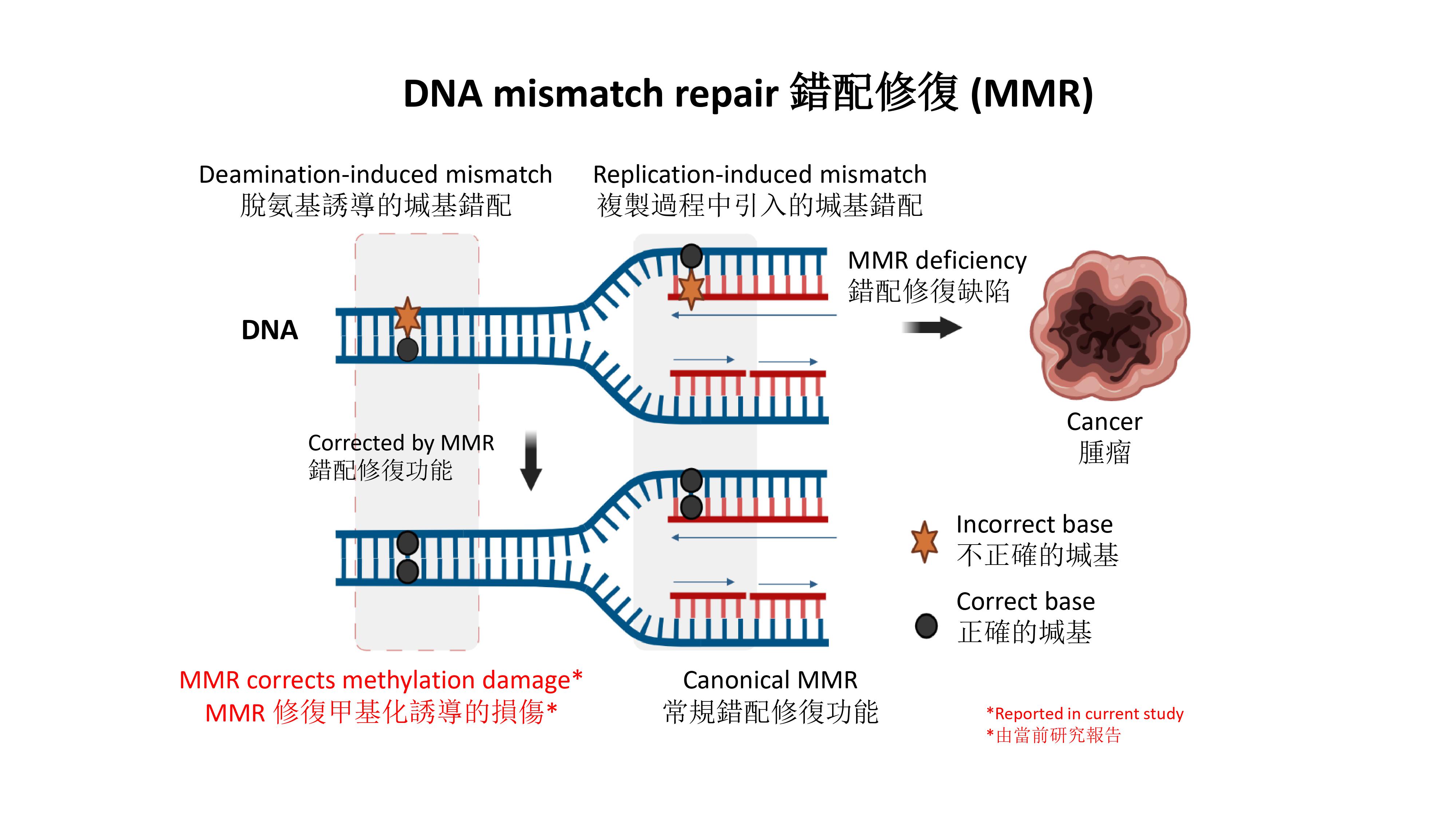 HKUMed discovers an unknown function of DNA mismatch repair that ...