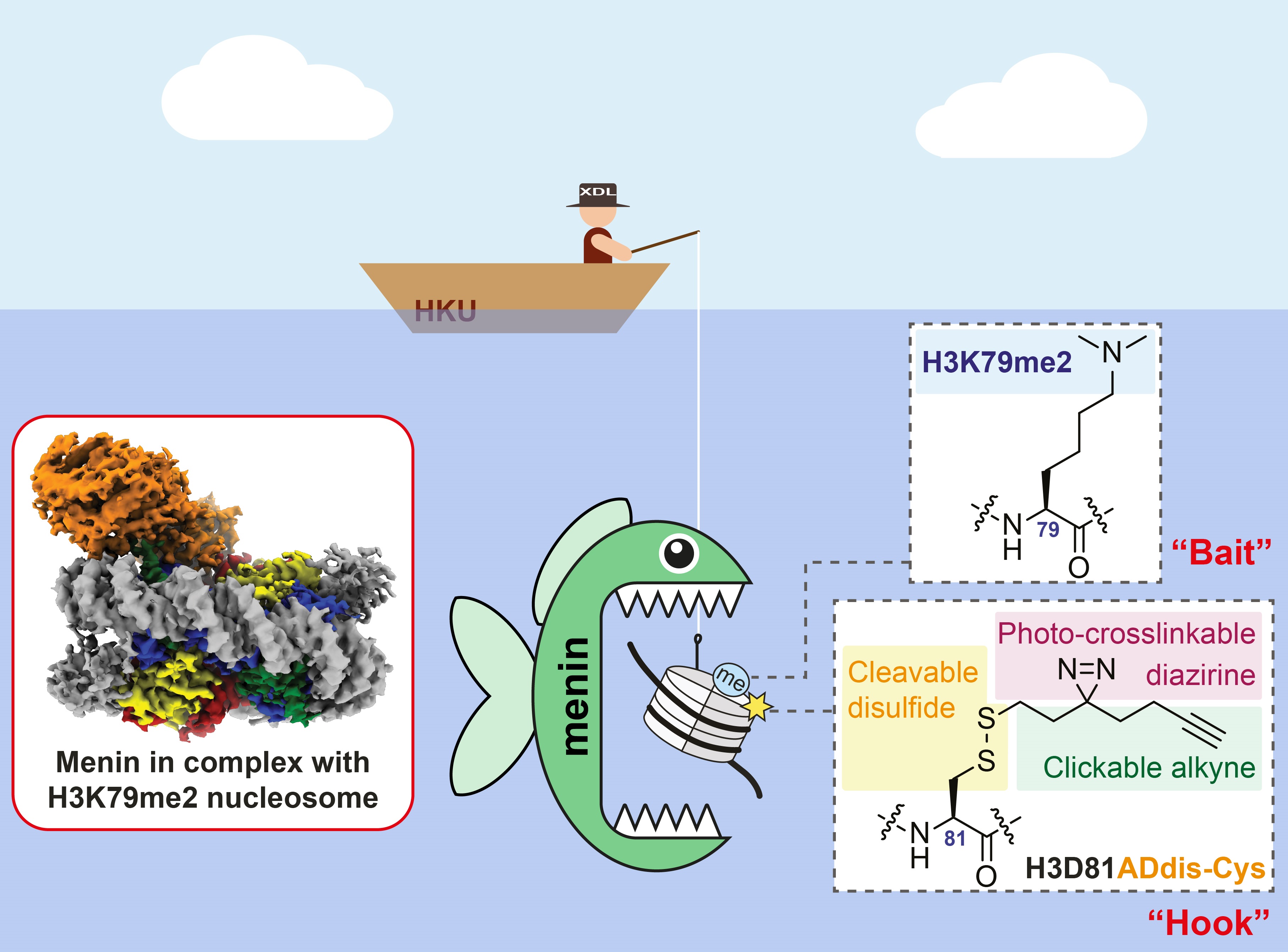 HKU Chemical Biologists decode a histone mark important for gene ...