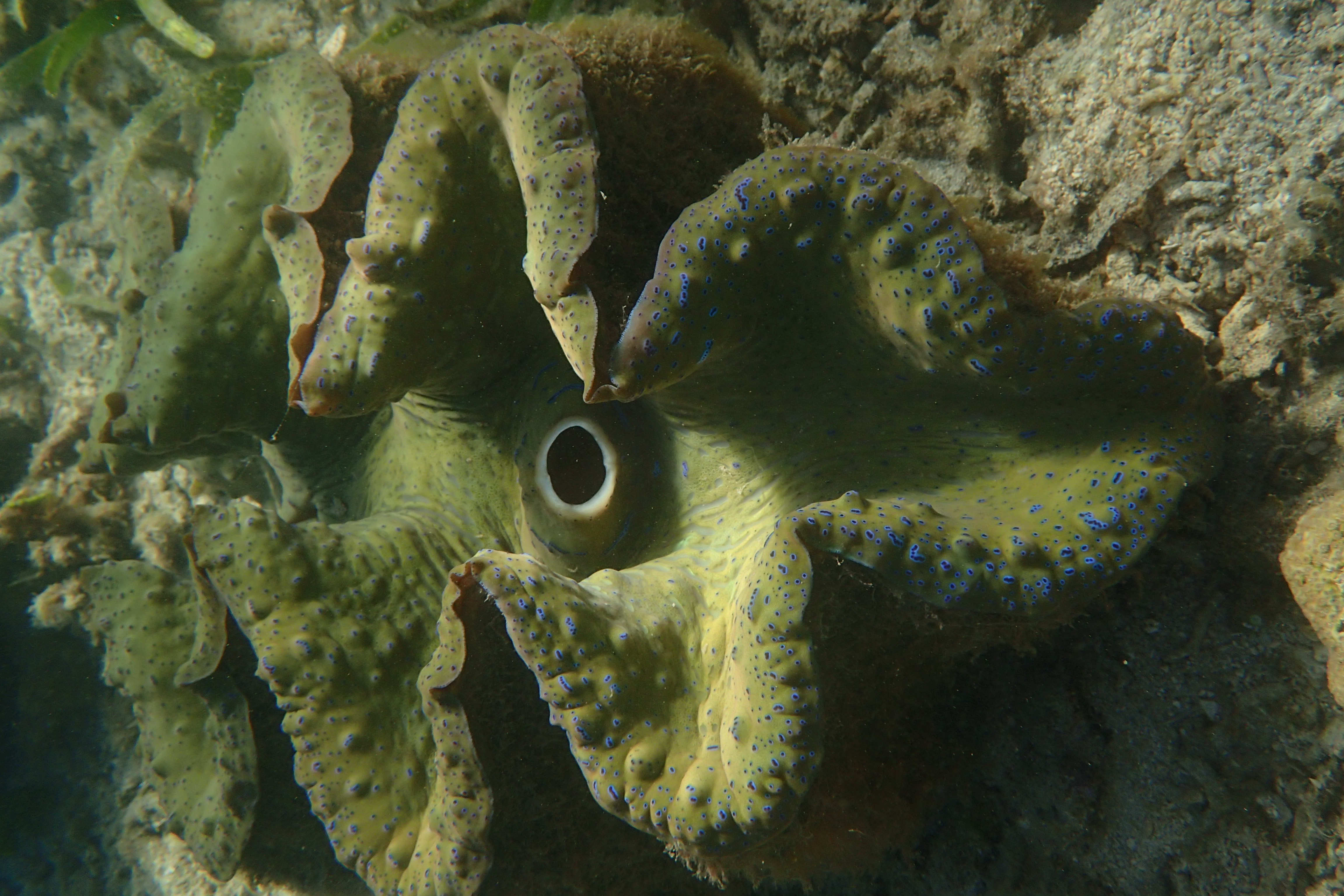 HKU Marine Scientists Reveal Giant Clam Feeding Strategy Could ...